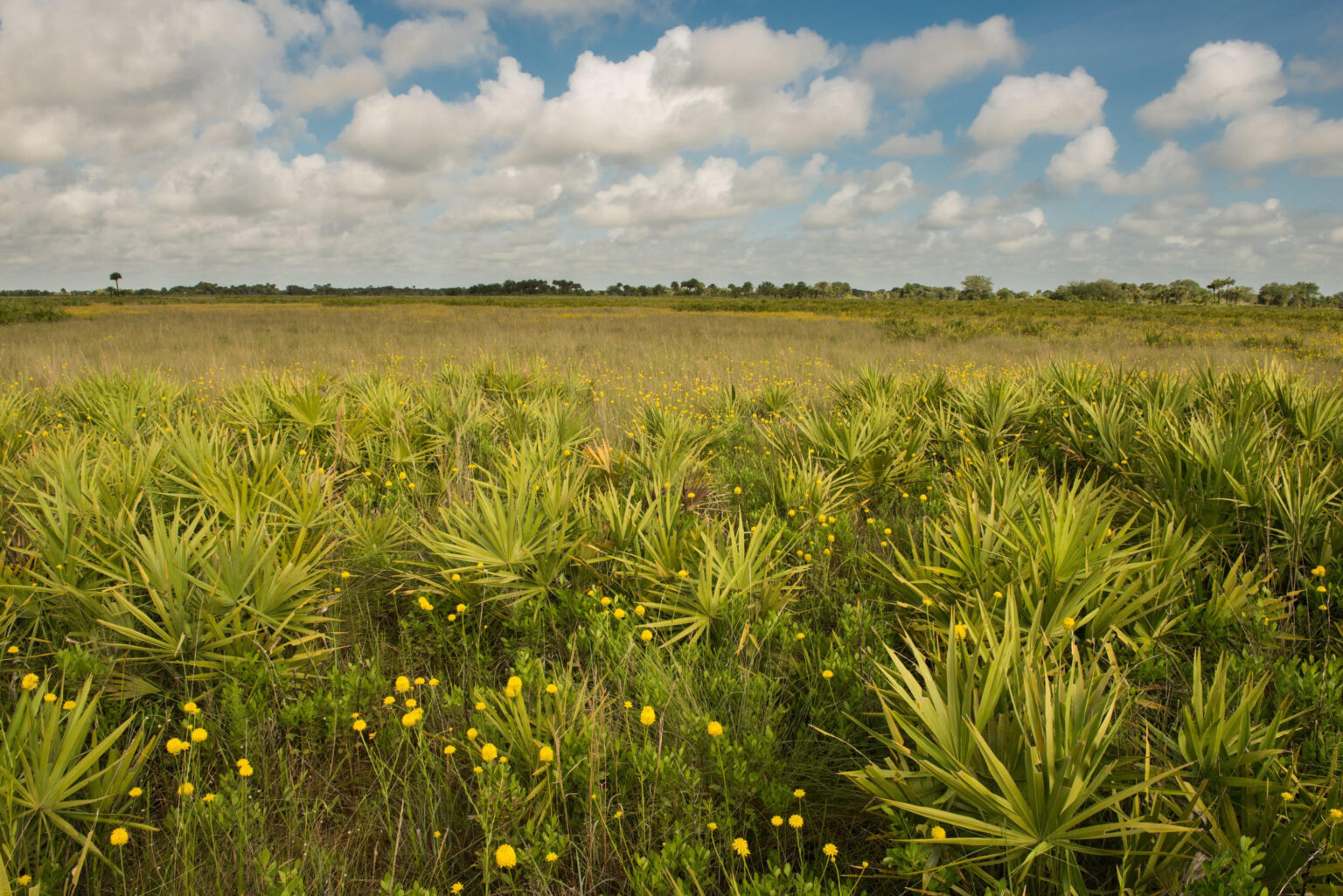 Florida Conservation Group