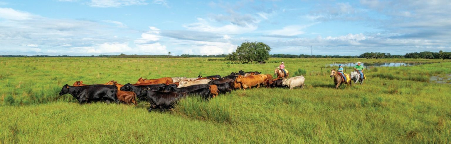 Our Work – Florida Conservation Group