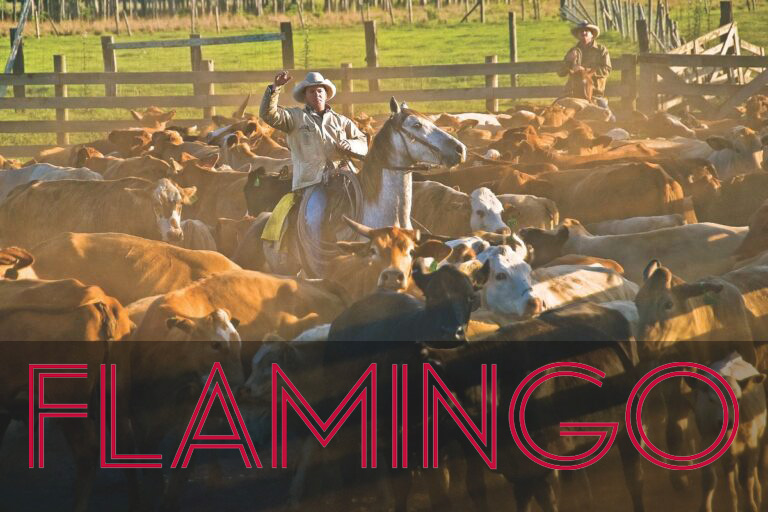 The First American Cowboys – Florida Conservation Group