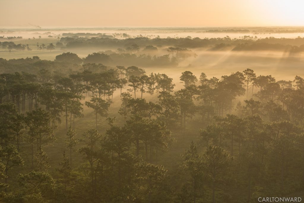 NRCS Agricultural Conservation Easement Program (ACEP) – Florida ...