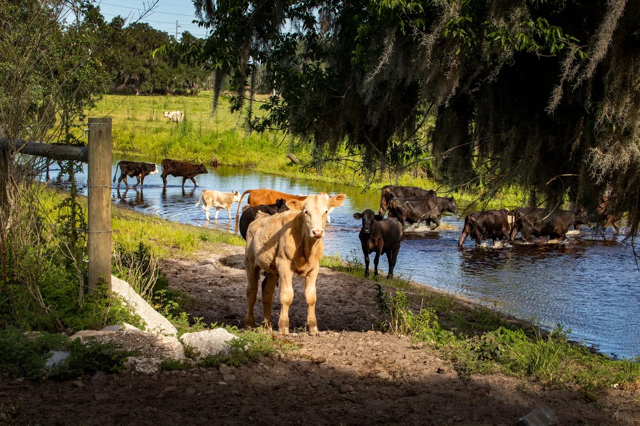 Florida Conservation Group