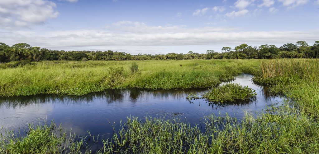 Newsletters – Florida Conservation Group