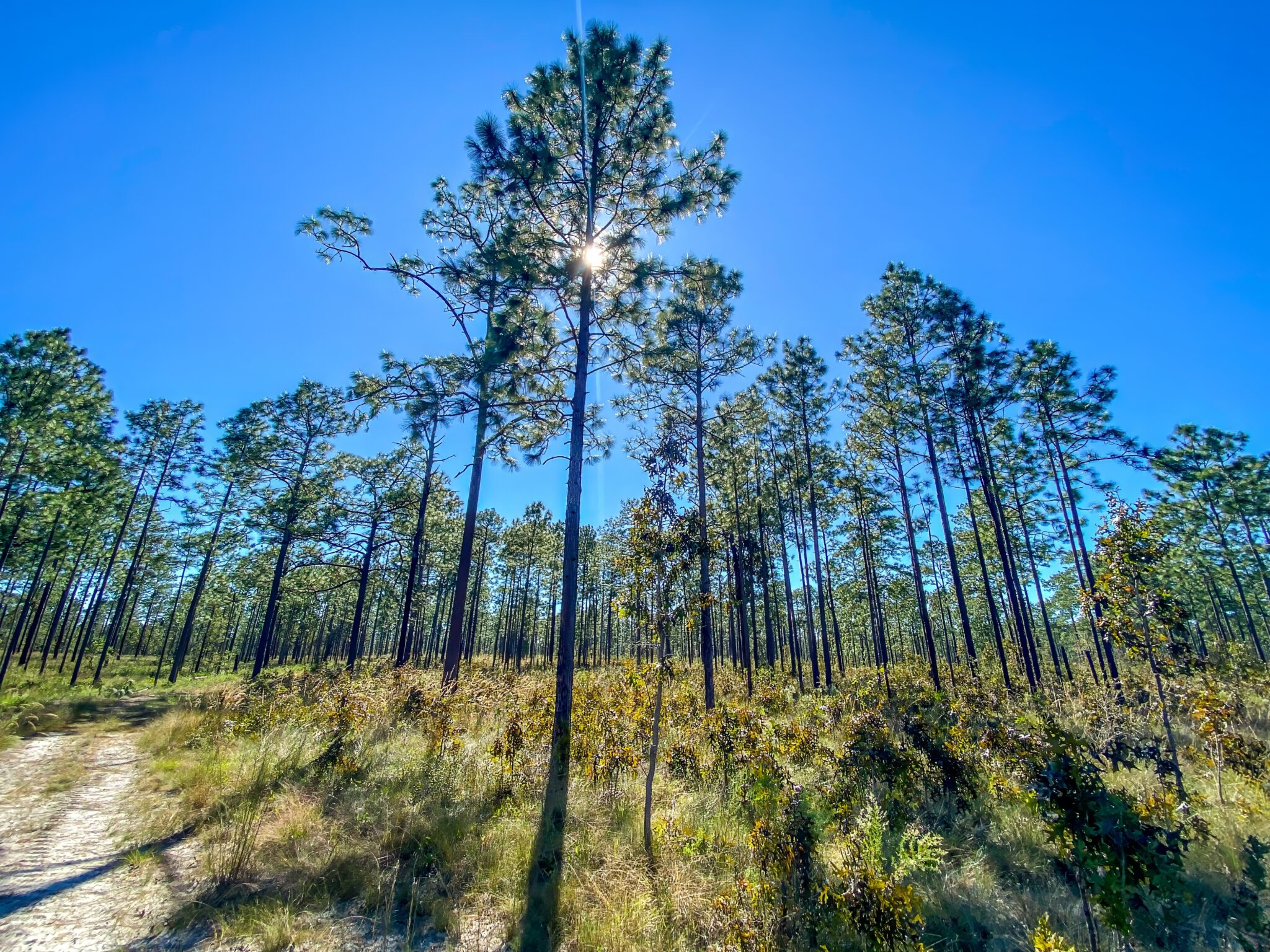 Florida Conservation Group Awarded $2.4 Million Grant for Longleaf Pine ...