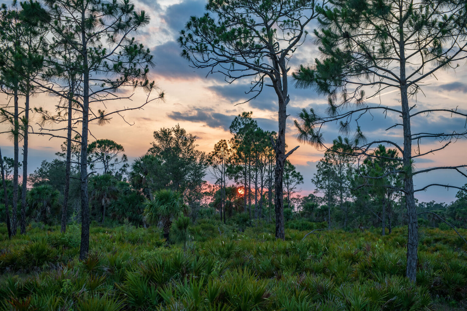 Our Work – Florida Conservation Group