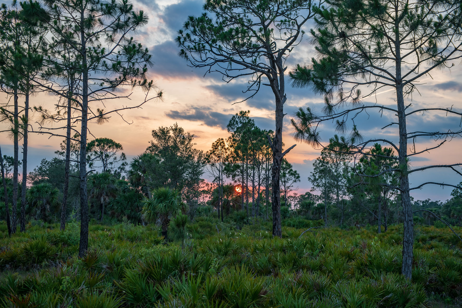Our Work – Florida Conservation Group