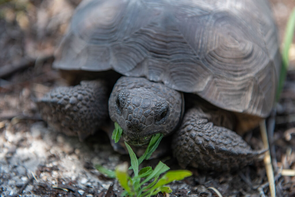 NFWF Conservation Partners Program: Implementing Gopher Tortoise Habitat Management on Florida ...