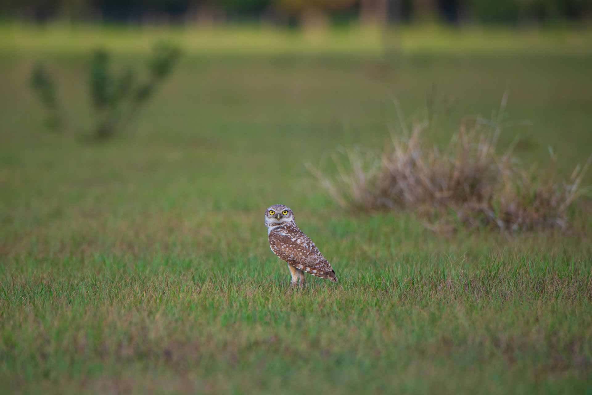 Our Work – Florida Conservation Group
