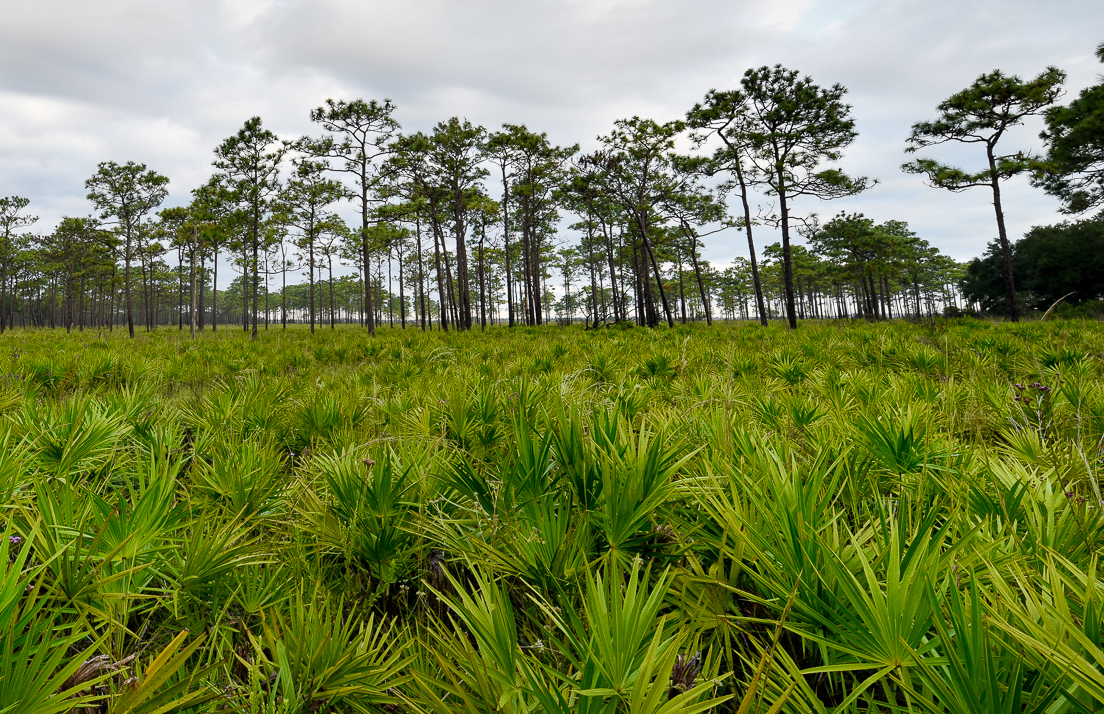 Florida Conservation Group